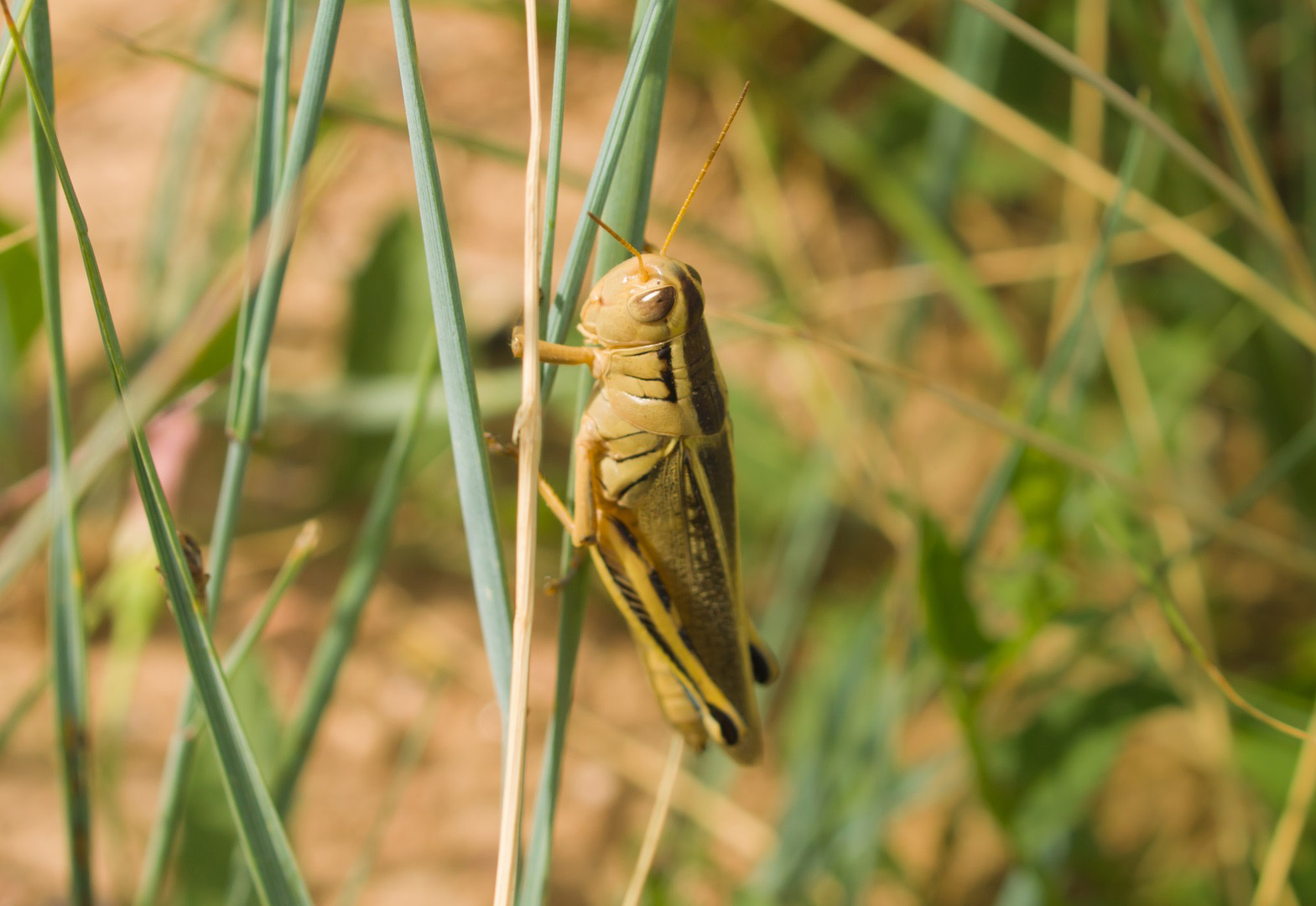 Indip - Periodico indipendente di approfondimento